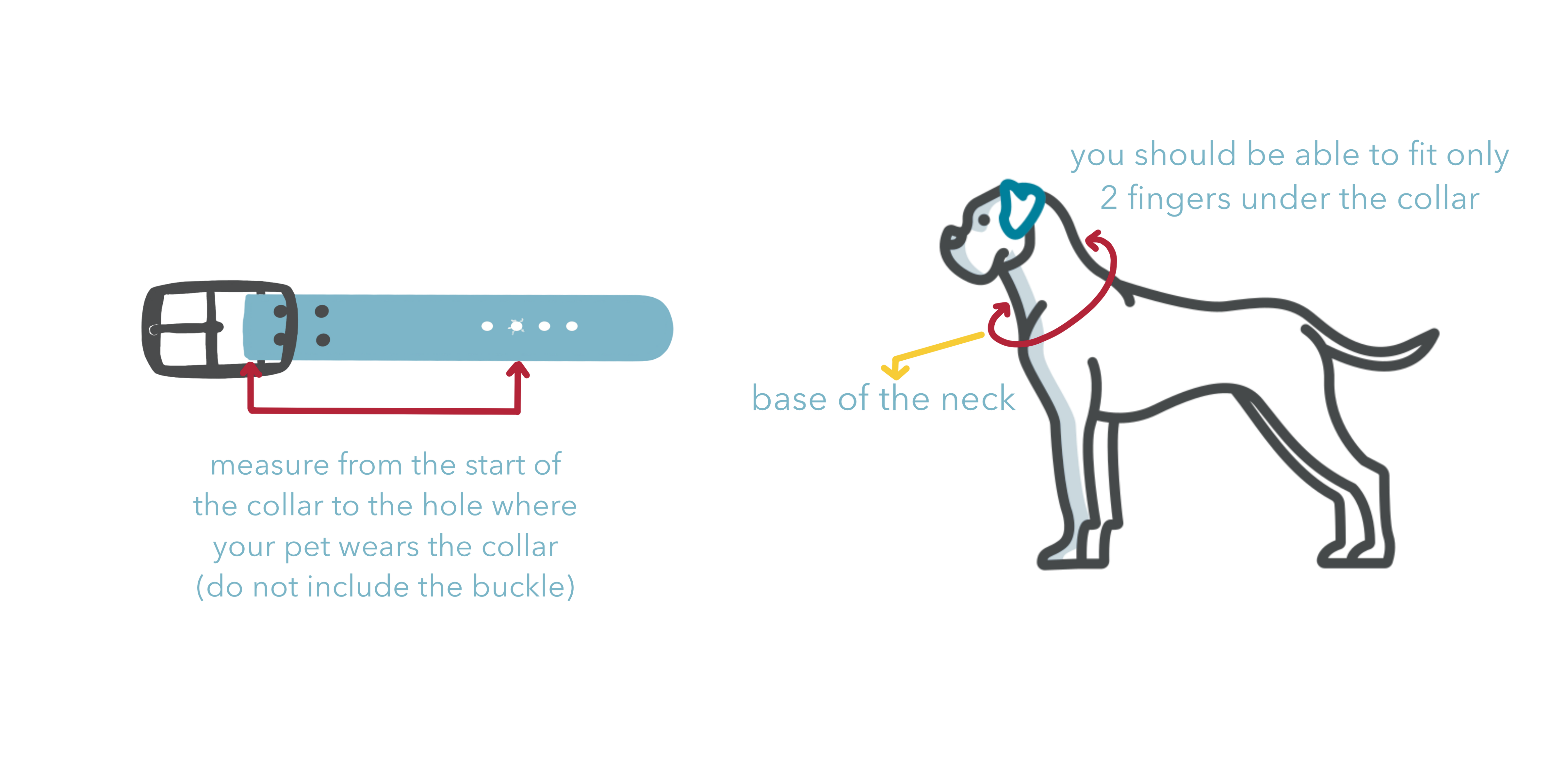 Size Chart – The Ostrich